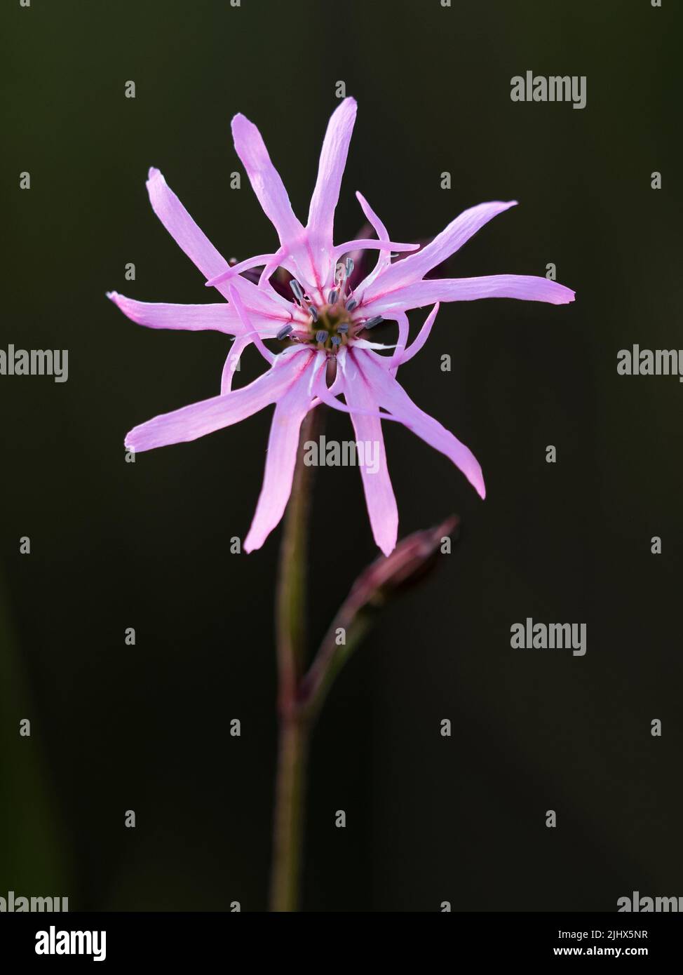 Ragged Robin (Lychnis flos-cuculi), Cambridgeshire, England Stock Photo ...