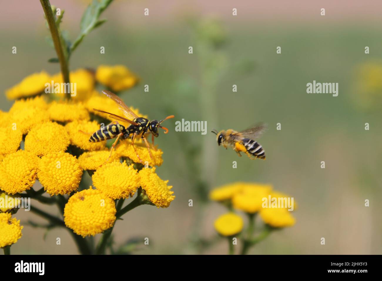 Wasp and flower interaction hi-res stock photography and images - Alamy