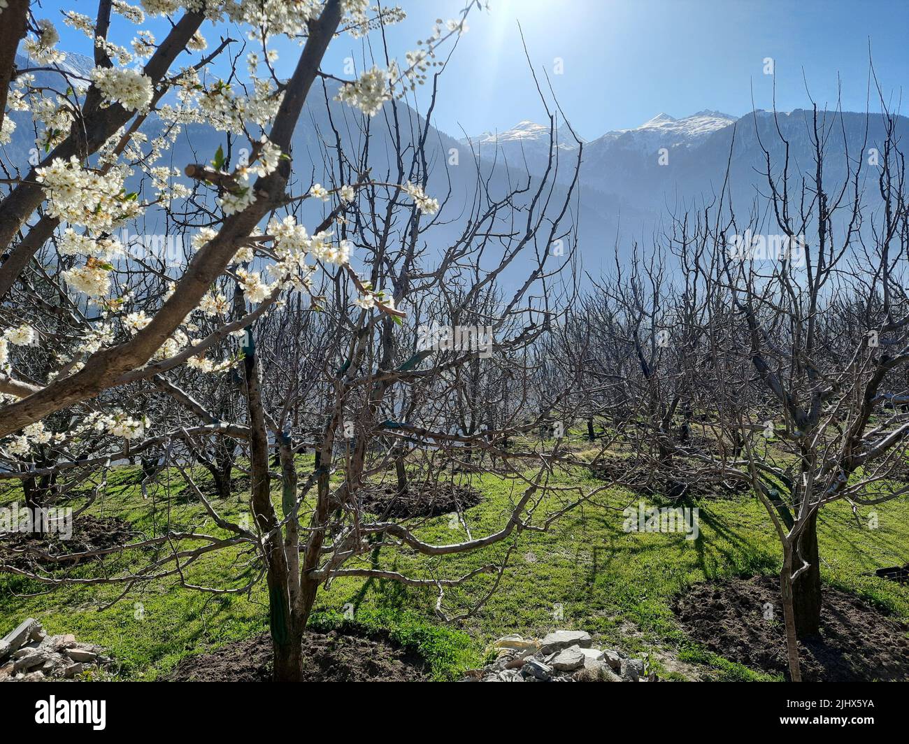 A garden which has leaf-less branches of trees Stock Photo - Alamy
