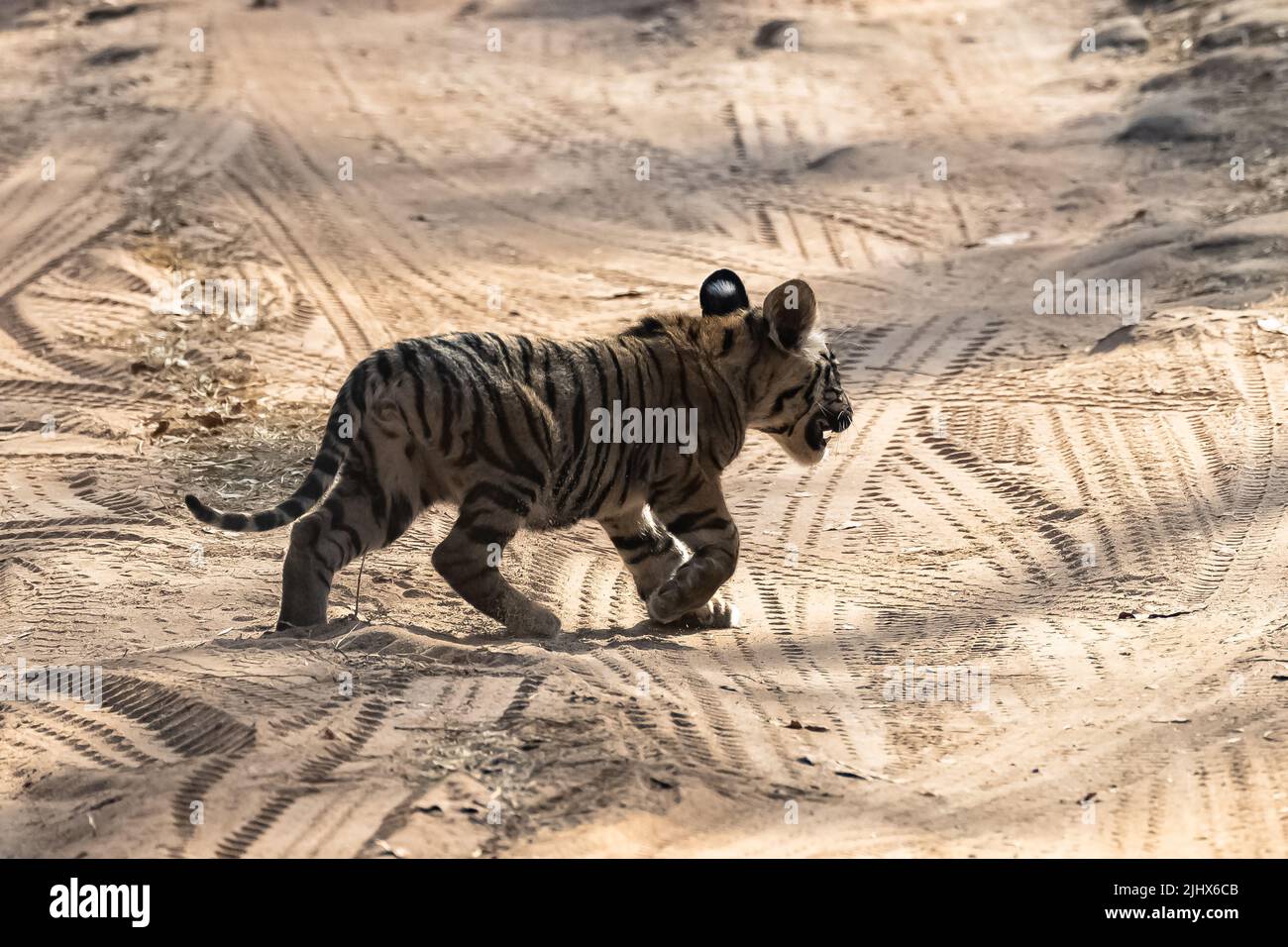 A wild baby tiger, two months old, crossing the dirt road in the forest ...