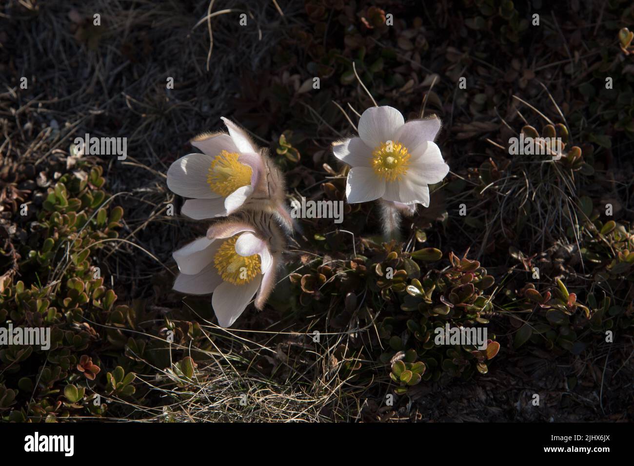 springpasque flower blooming on Dovrefjell which is a mountain range ...