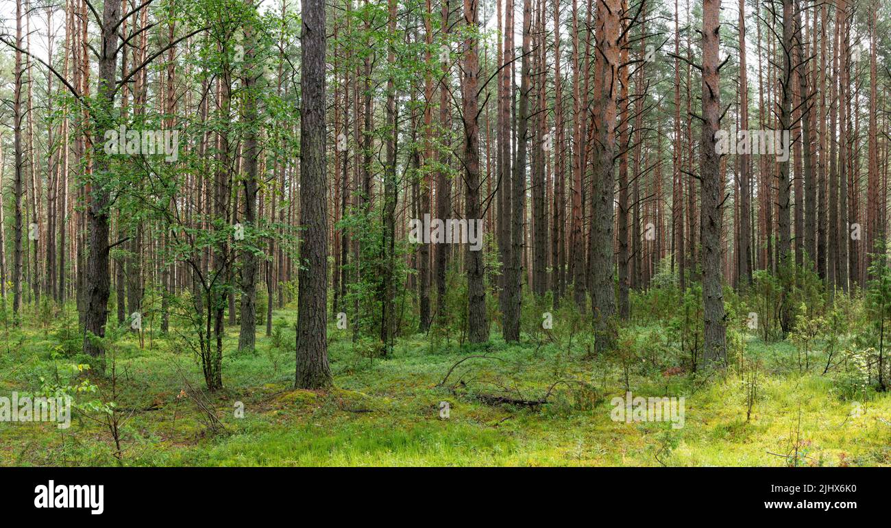 Dense naturally wild pine forest, panorama, large trees, bushes and ...