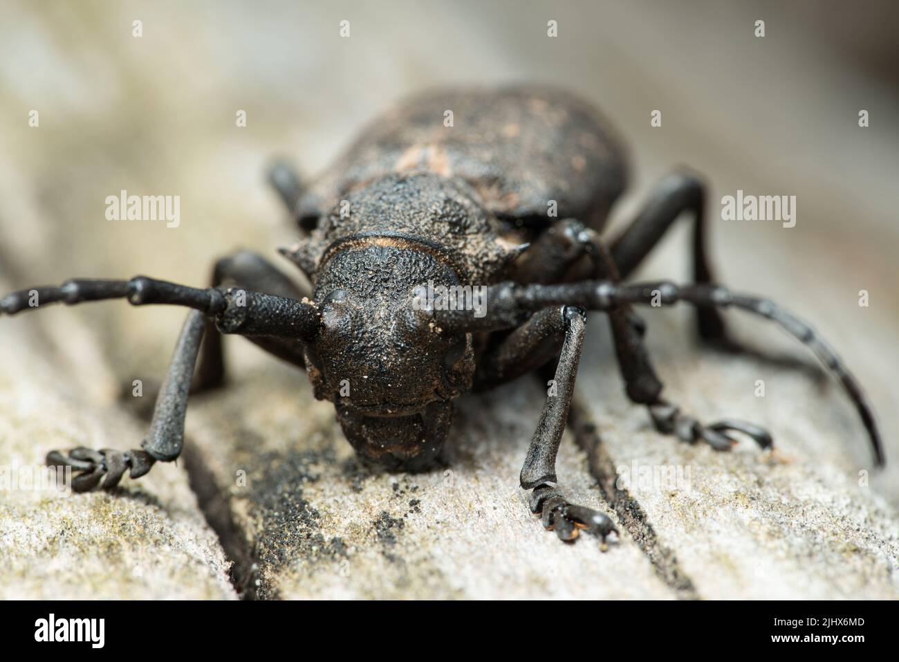 Long-horned weaver beetle (Lamia textor) on a dry tree trunk in a pine ...
