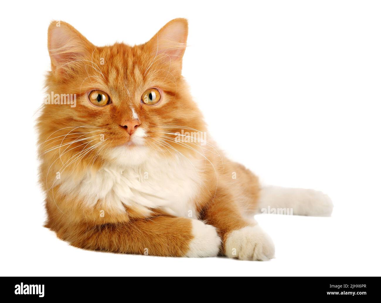 Ginger fluffy cat with white fur on the chest, isolated on a white ...