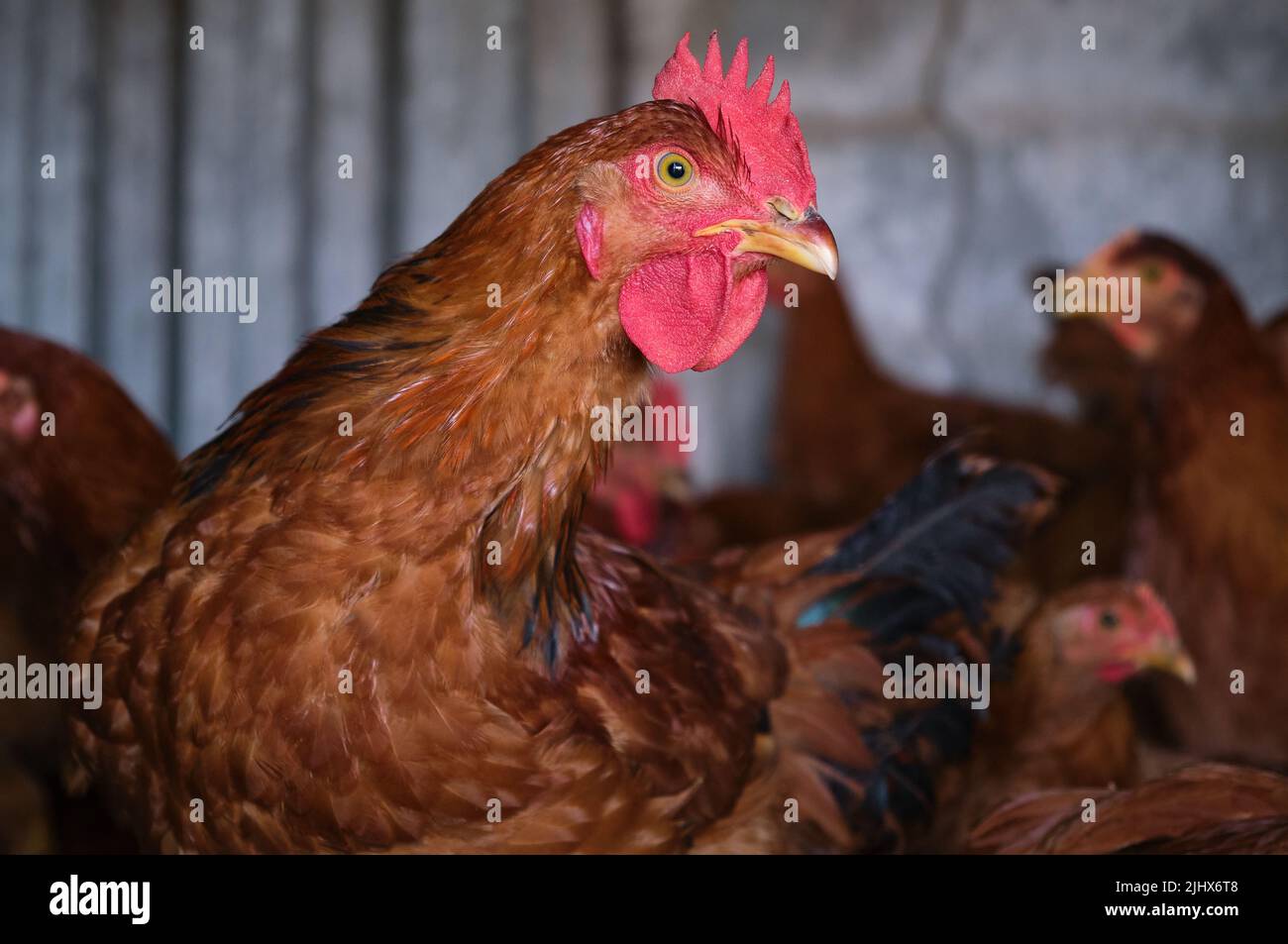 Red Cockerel Rhode Island Red rooster close up head The Poultry ...