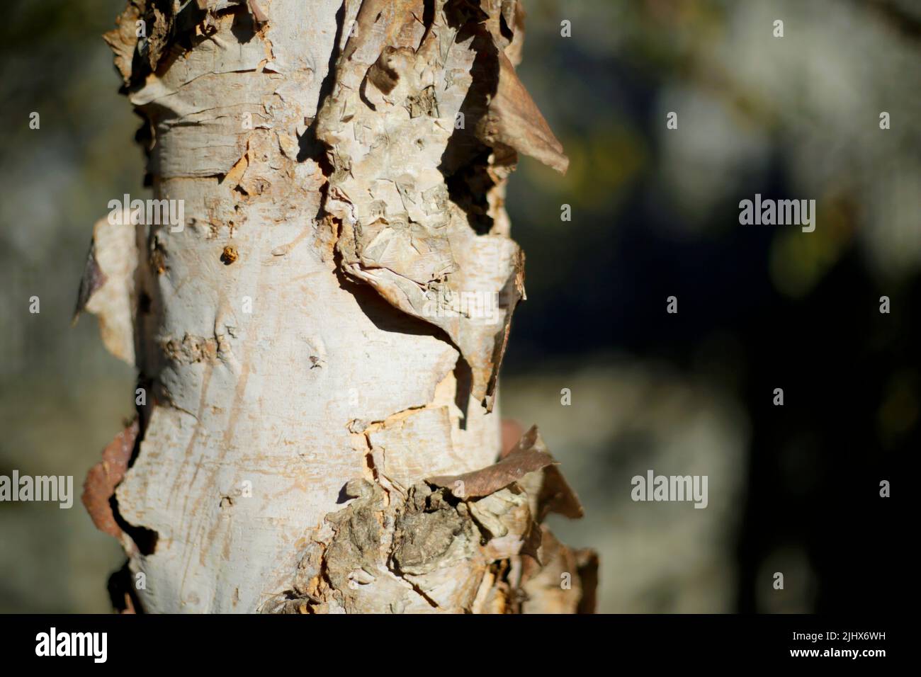 A close-up shot of the Maple Tree's peeling bark in the late summer ...