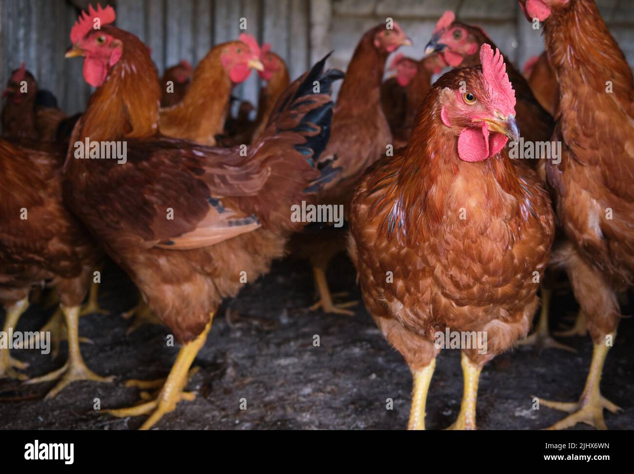 Many Cockerel Rhode Island Red roosters chickens The Poultry backyard ...