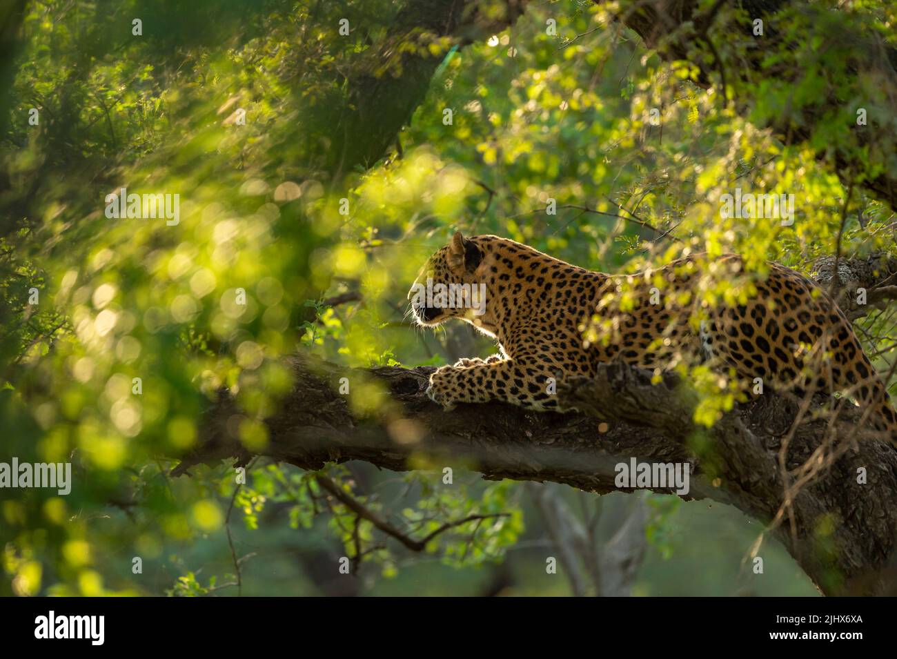 indian wild male leopard or panther on tree in natural monsoon green ...
