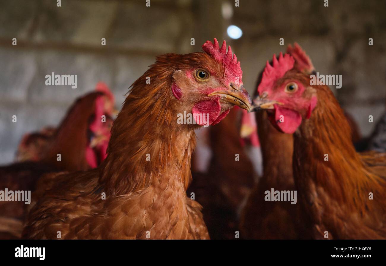 close up Red Cockerel Rhode Island rooster chickens The Poultry ...