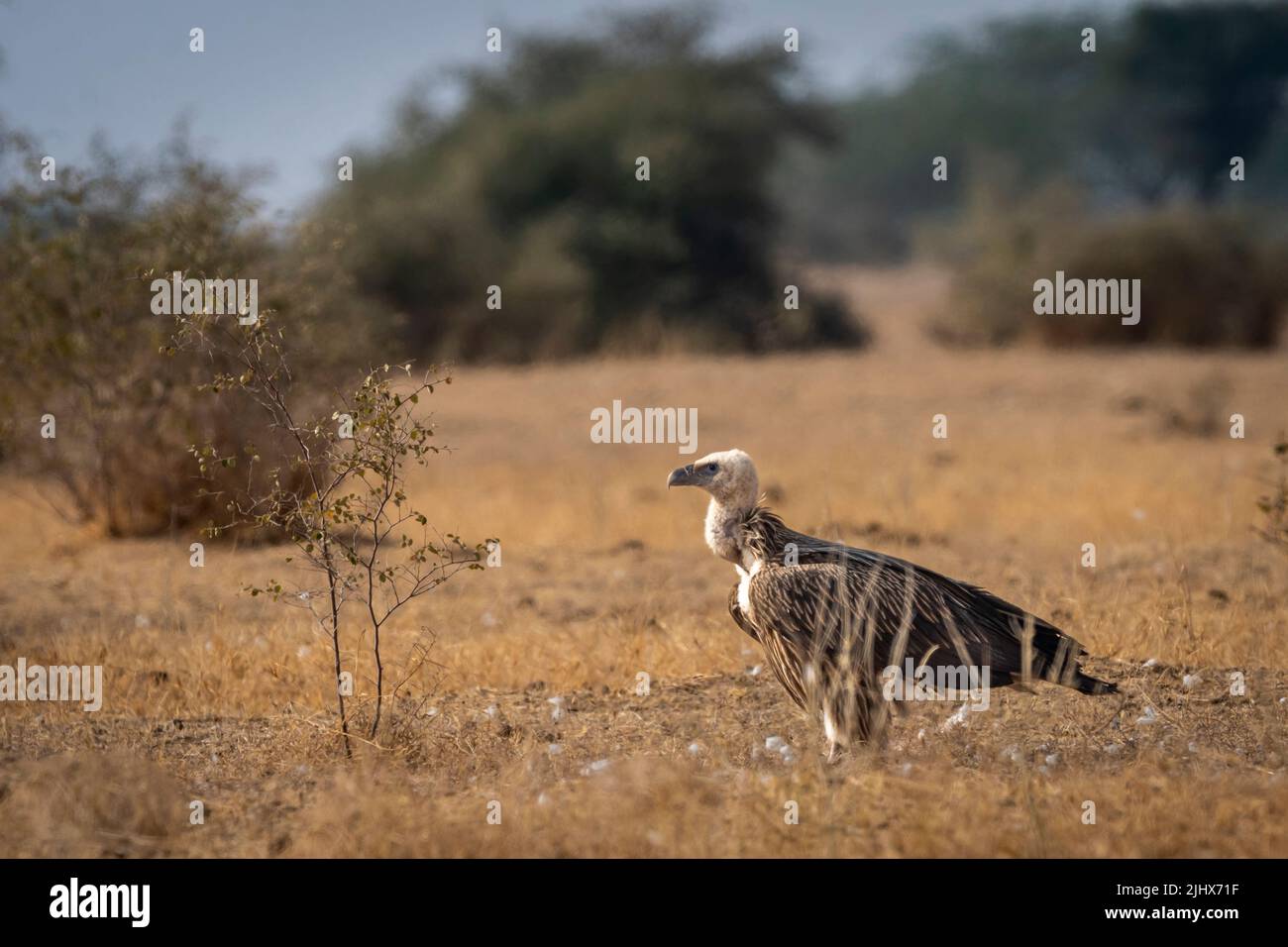 Himalayan Vulture Or Gyps Himalayensis Or Himalayan Griffon Vulture During Winter Migration At