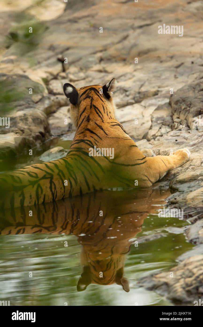 full shot of wild adult female bengal tiger or tigress resting in ...