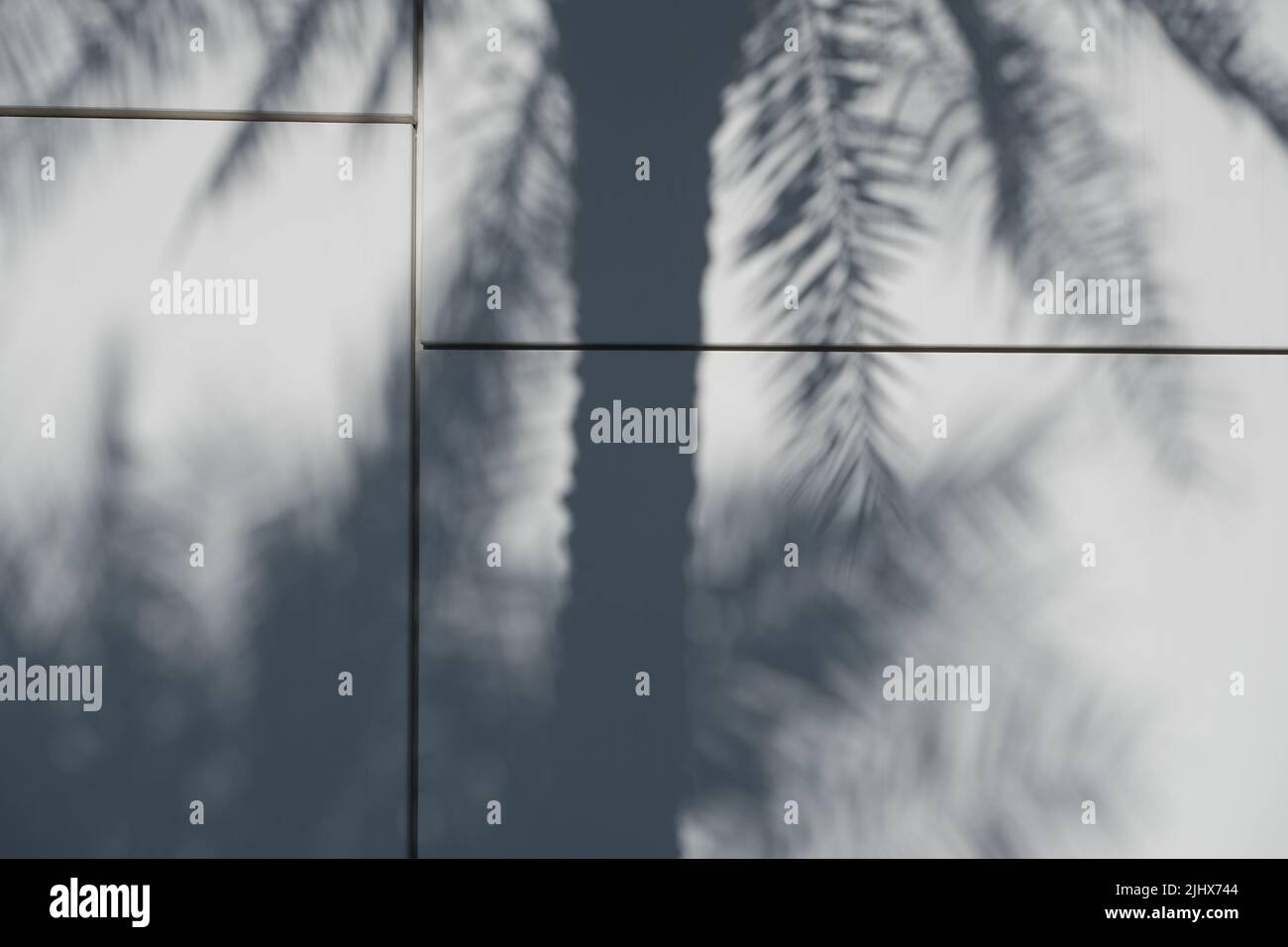 A palm tree shadow on a white wall Stock Photo - Alamy