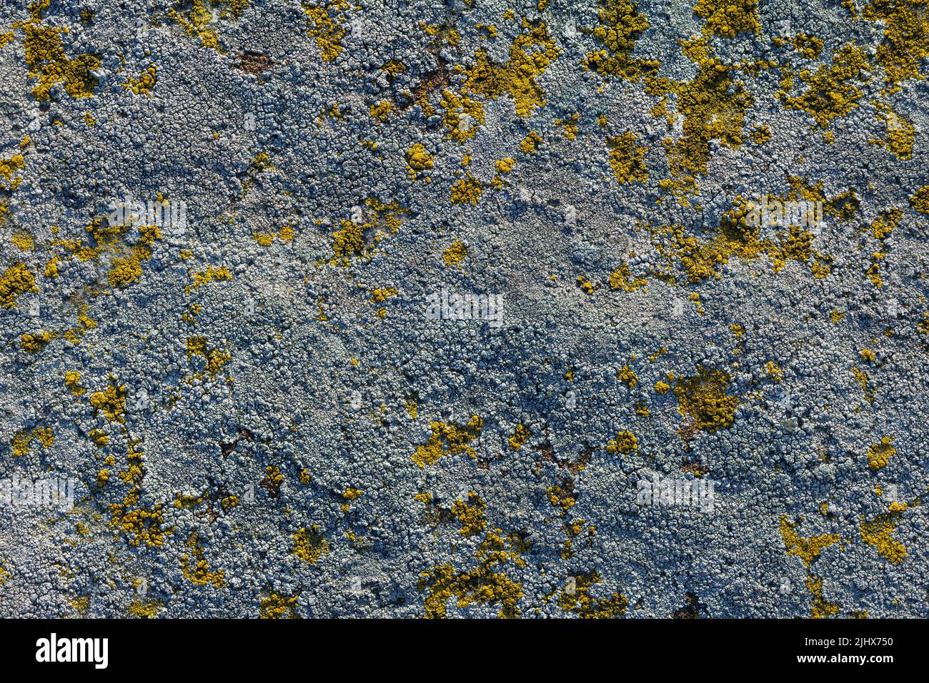 lichen presumably on quartzite sandstone surface under direct sunlight ...