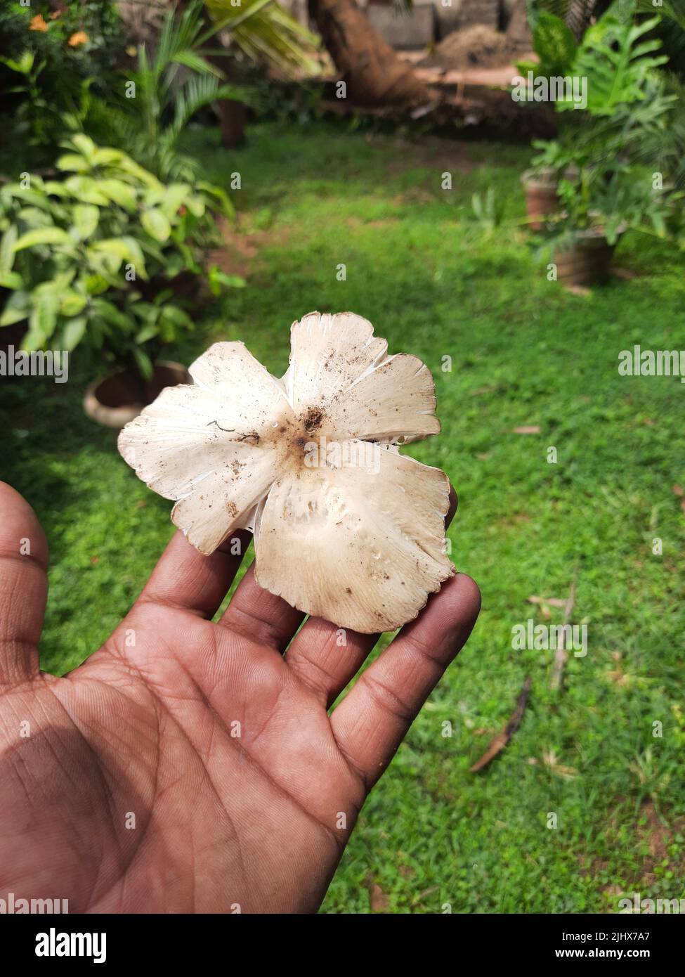 Wild Mushroom It is a fungus which grows on the soil during the rainy ...