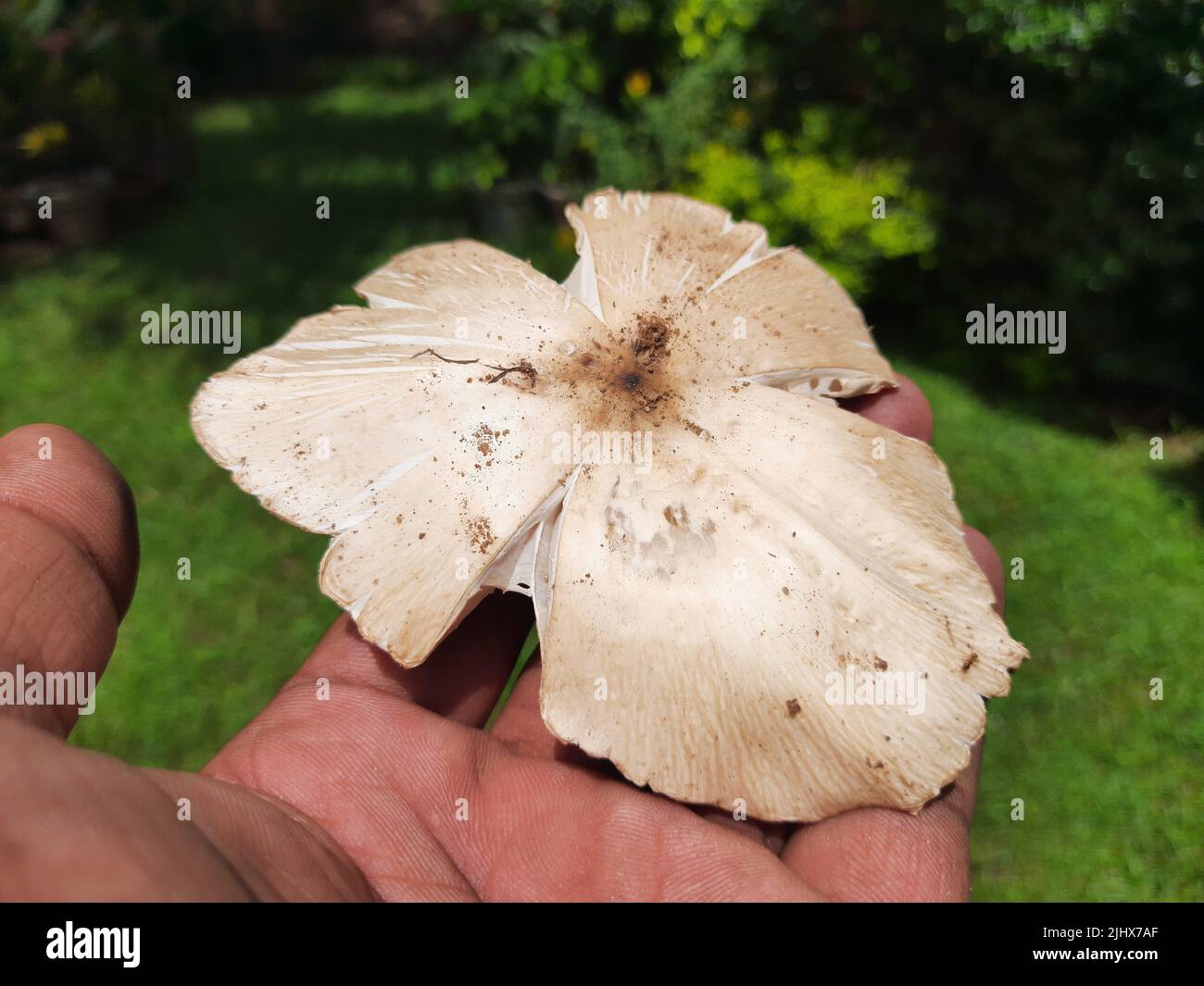 Wild Mushroom It is a fungus which grows on the soil during the rainy ...
