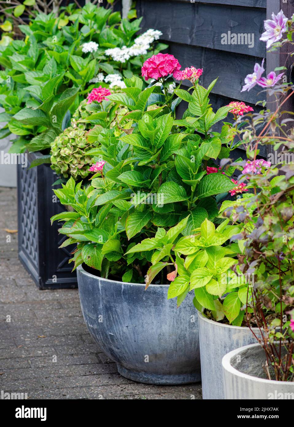 Potted plants including hydrangeas in containers on a patio Stock Photo ...