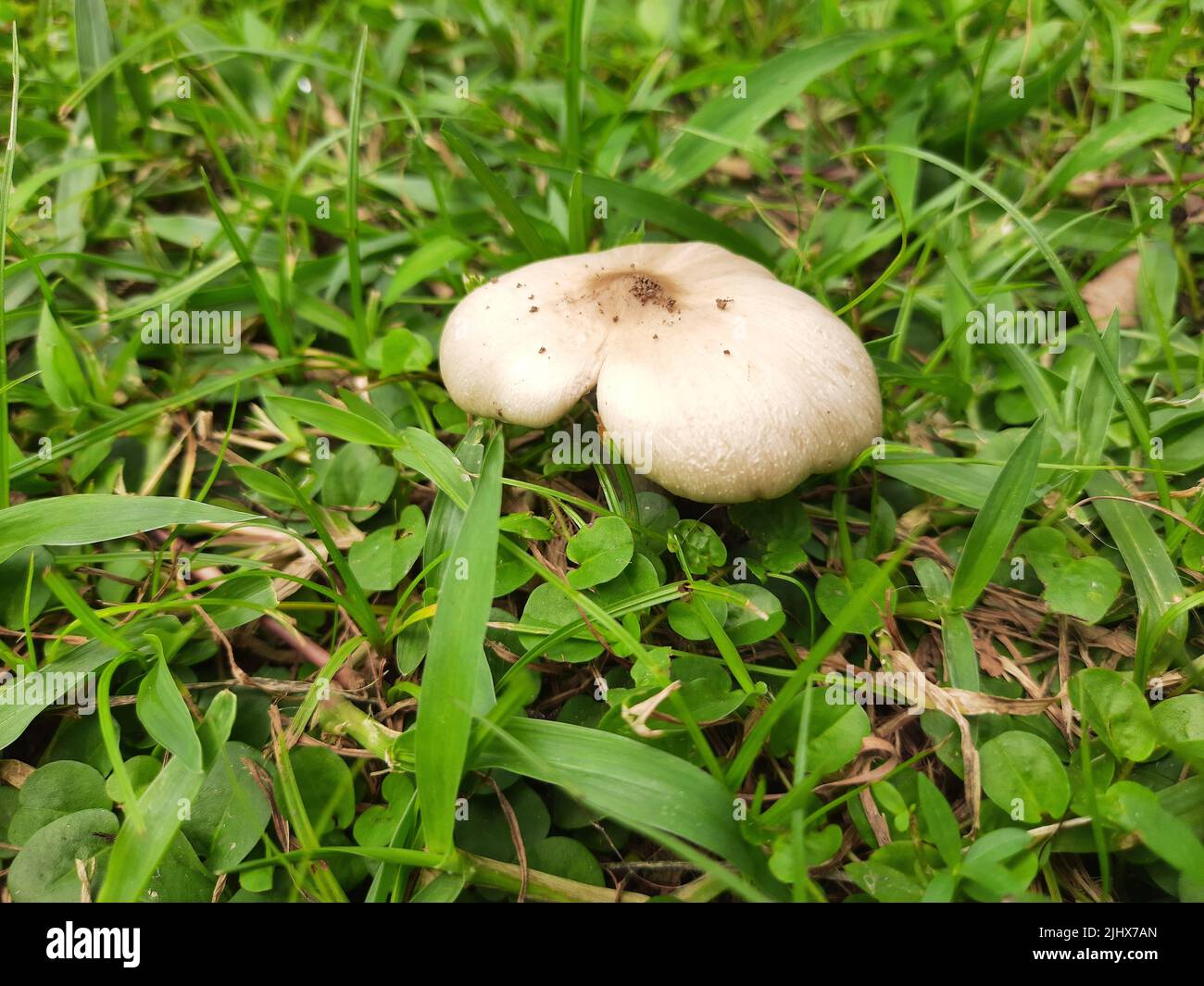 Wild Mushroom It is a fungus which grows on the soil during the rainy ...