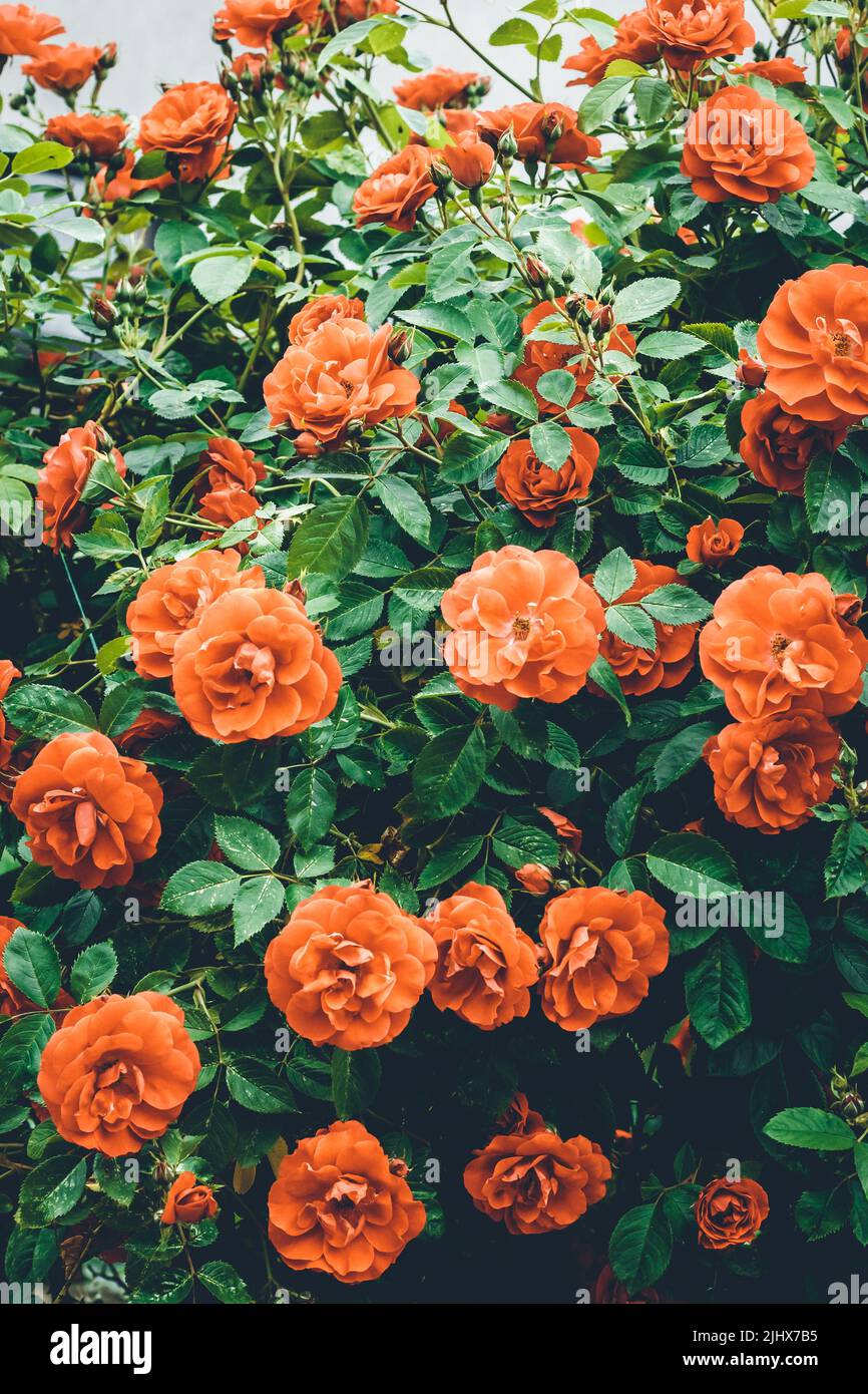 Orange roses in garden, gardening concept. Texture of greenery and ...