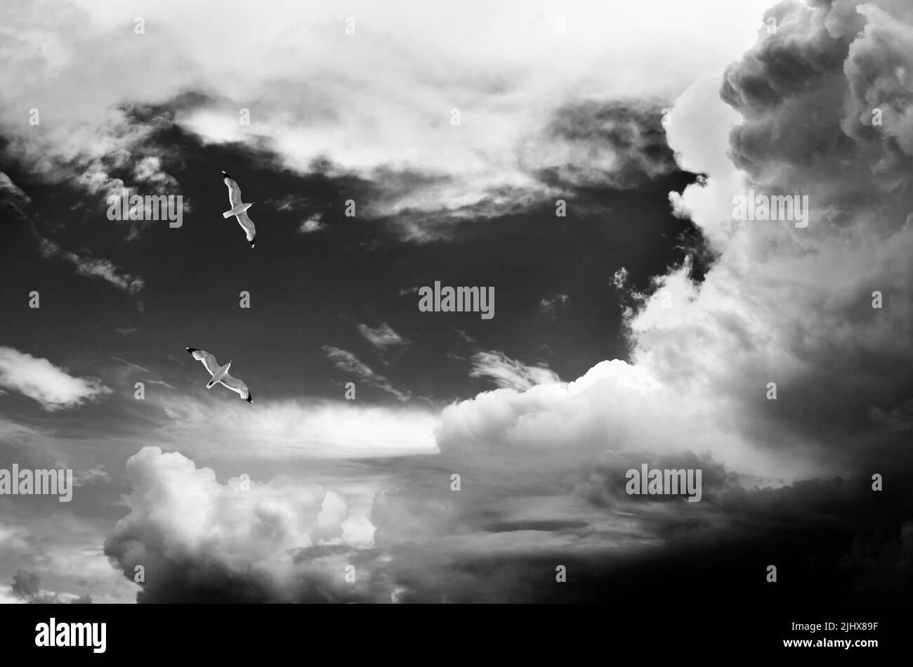 High contrast bird image Black and White Stock Photos & Images - Alamy