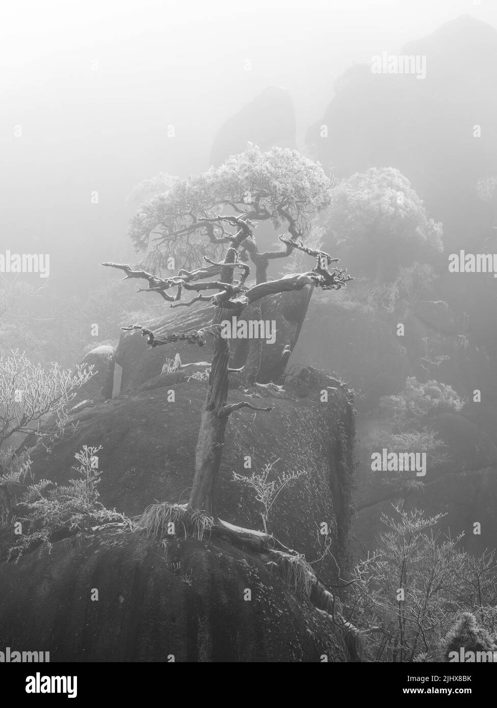 Vertical shot forest landscape Black and White Stock Photos & Images ...