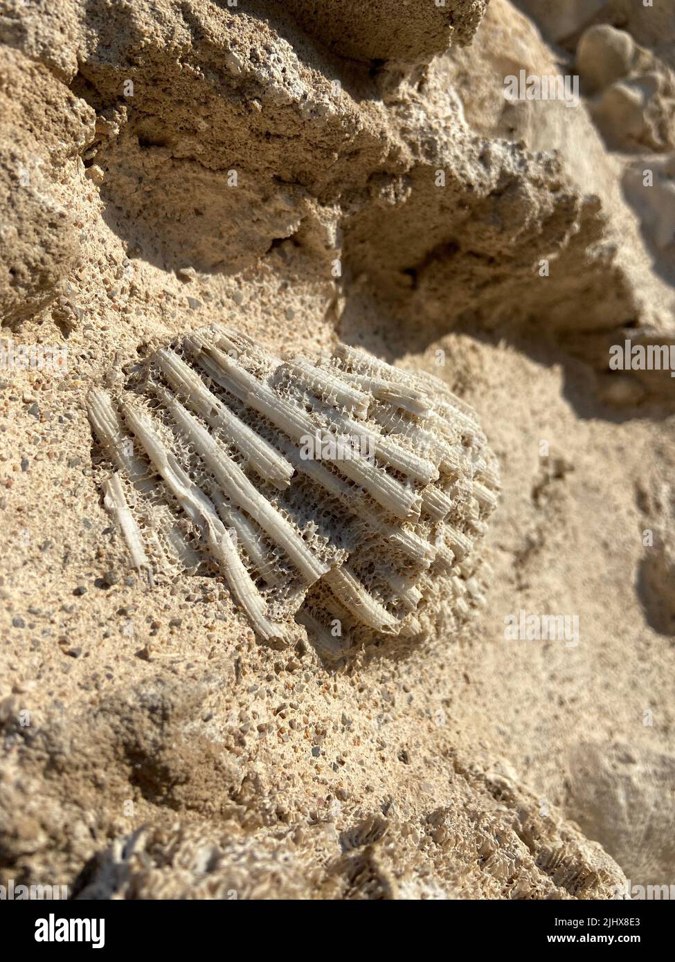 A vertical shot of a bleached and dead coral stuck in a sand beach ...