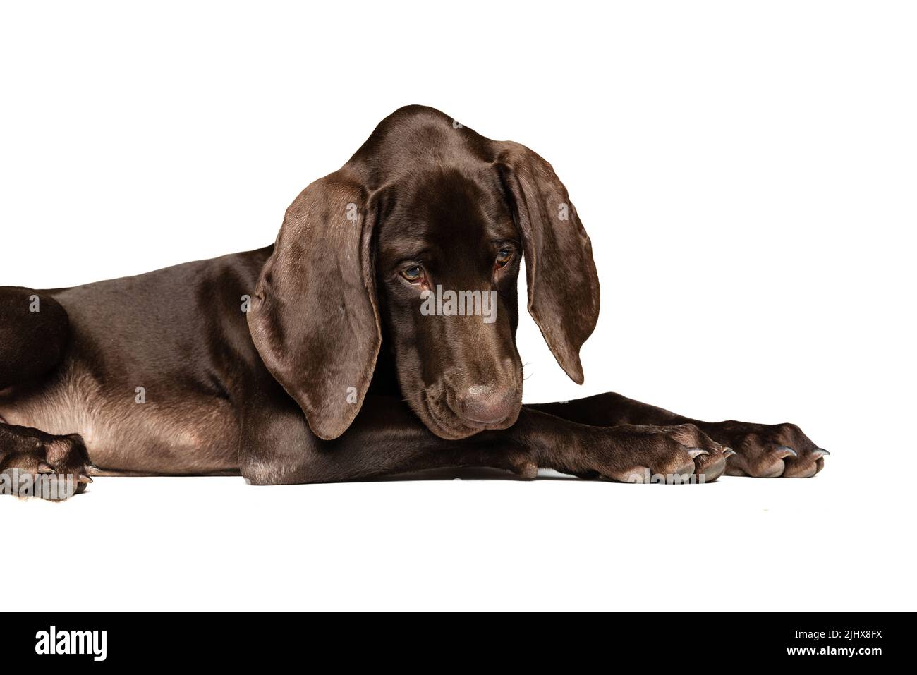 Studio shot of beautiful, purebred dog, weimaraner posing isolated over ...
