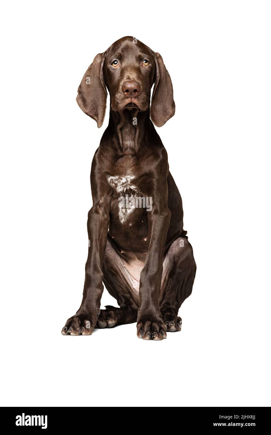 Studio shot of beautiful, purebred dog, weimaraner posing, sitting ...