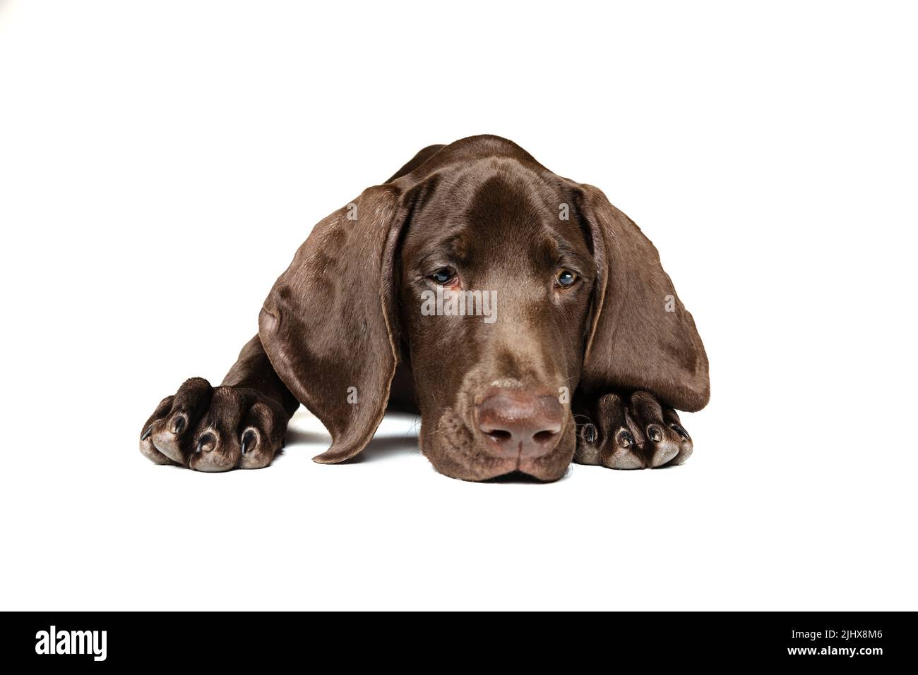 Studio shot of beautiful, purebred dog, weimaraner posing isolated over ...