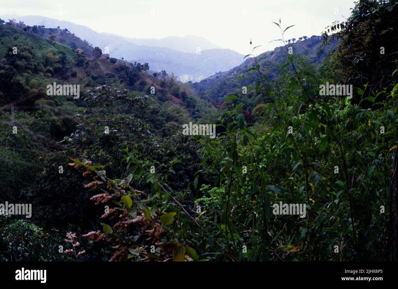 Tropical landscape rainforest in Blue Mountains, Jamaica, West Indies ...