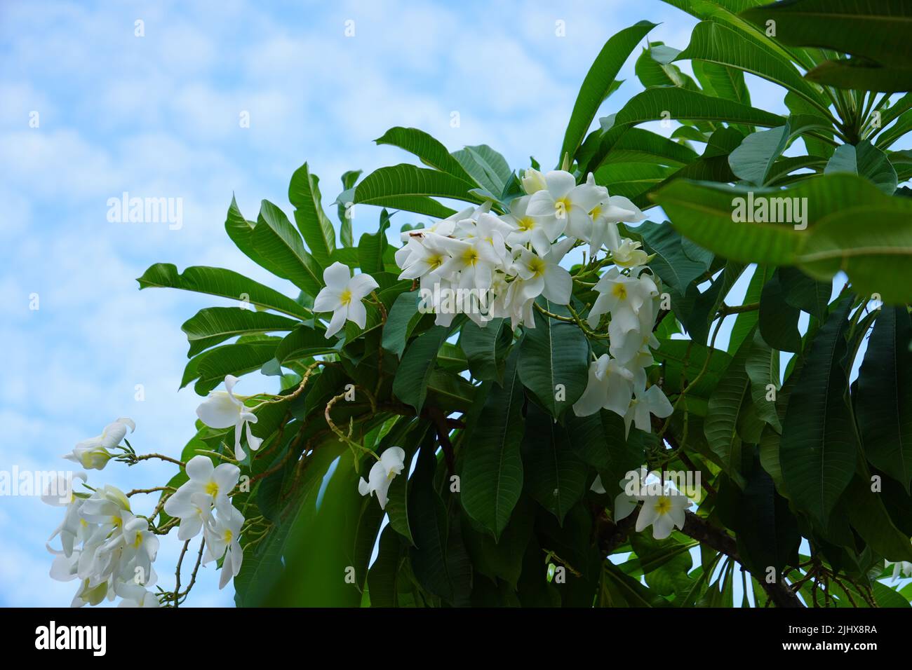 Photograph of white flowers in a tree Stock Photo - Alamy