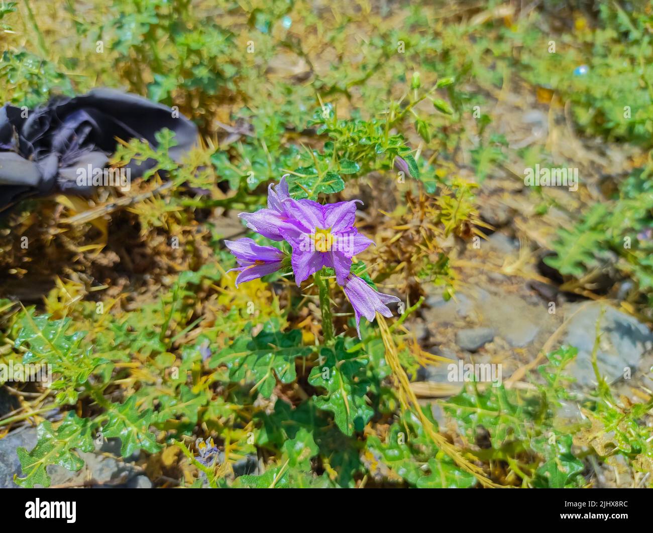 A Beautiful Shot Of Solanum Indicum Ayurvedic Medicine Plant Stock ...