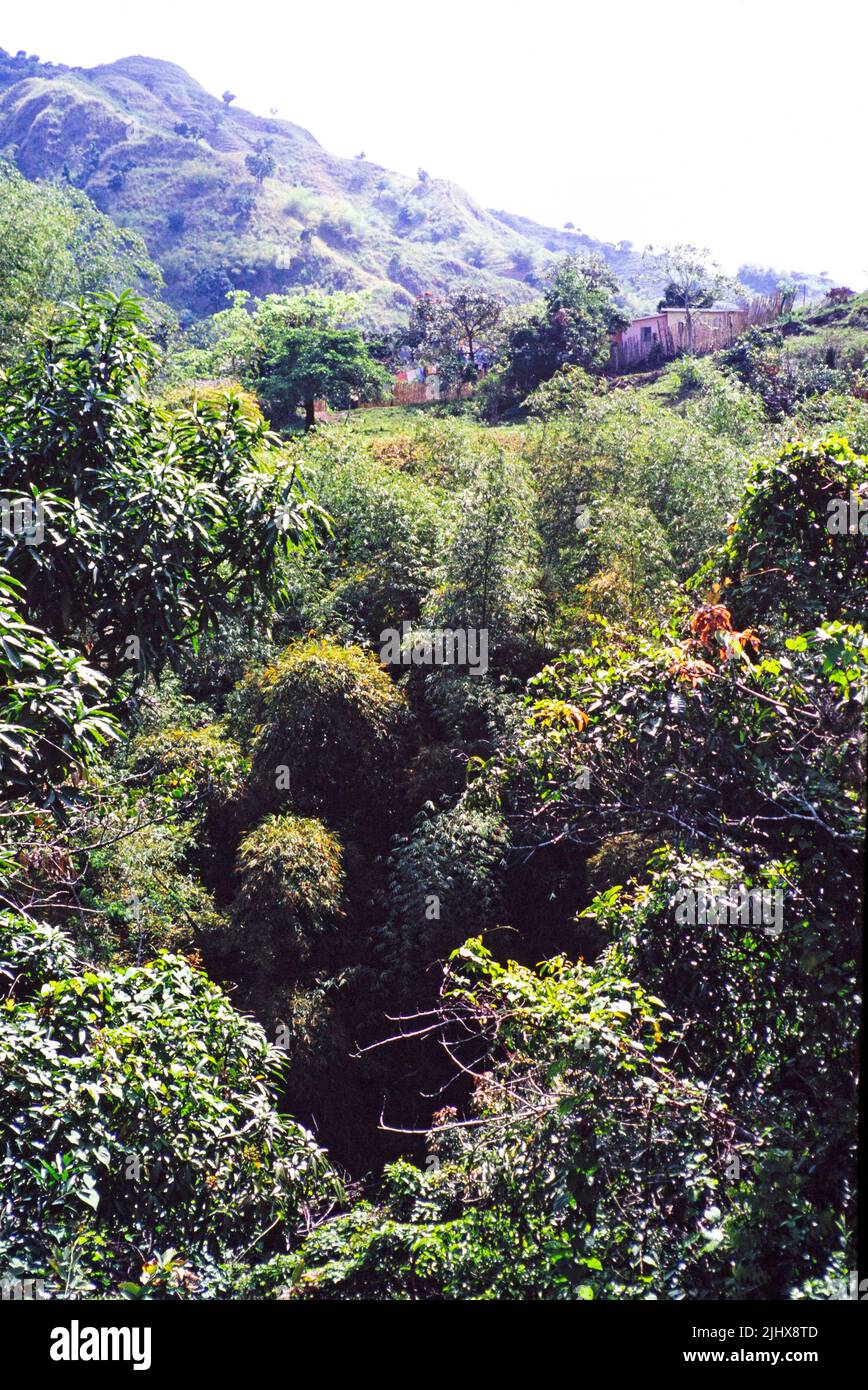 Tropical landscape rainforest in Blue Mountains, Jamaica, West Indies ...