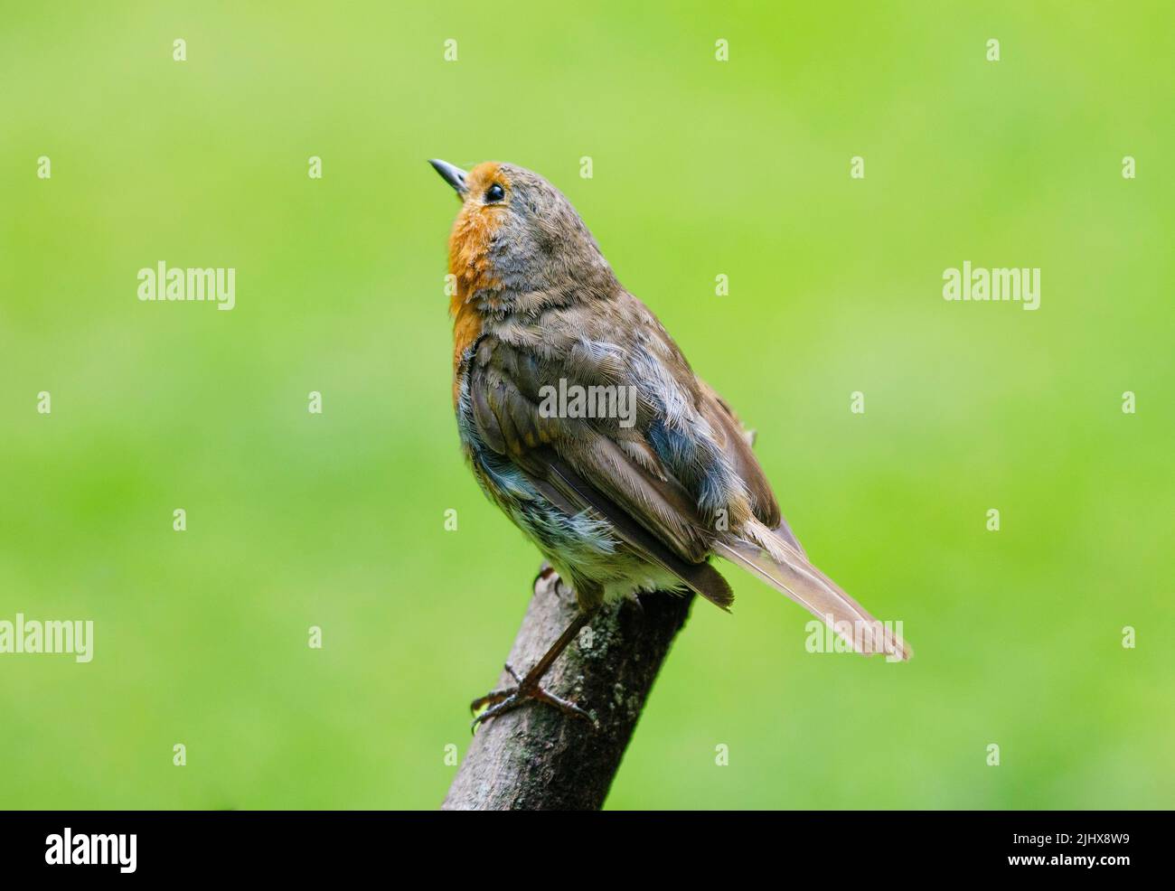 A Robin sitting on a branch looking upwards Stock Photo - Alamy