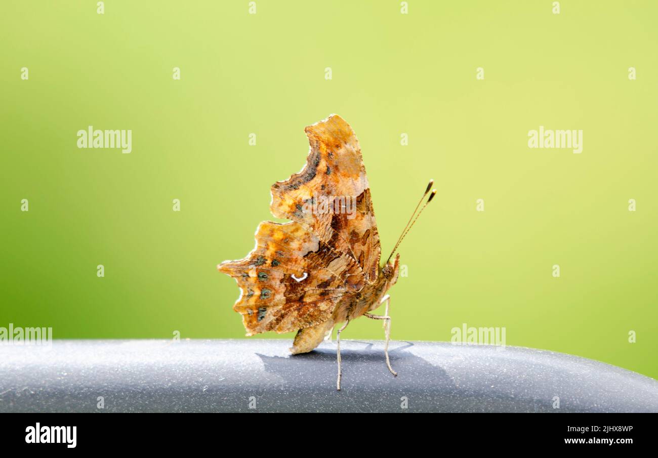A common Comma butterfly with closed wings showing the patterned ...