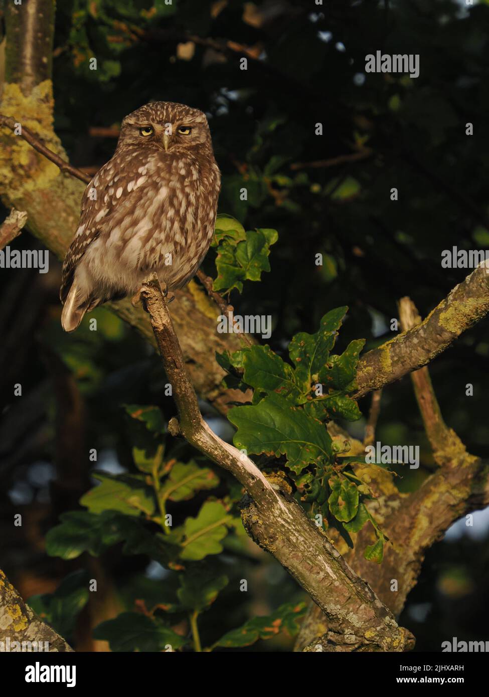 Little owl uk legs hi-res stock photography and images - Alamy