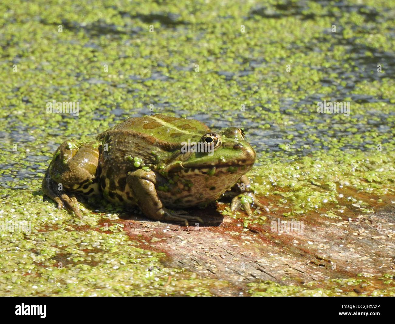 Frog standing hi-res stock photography and images - Alamy