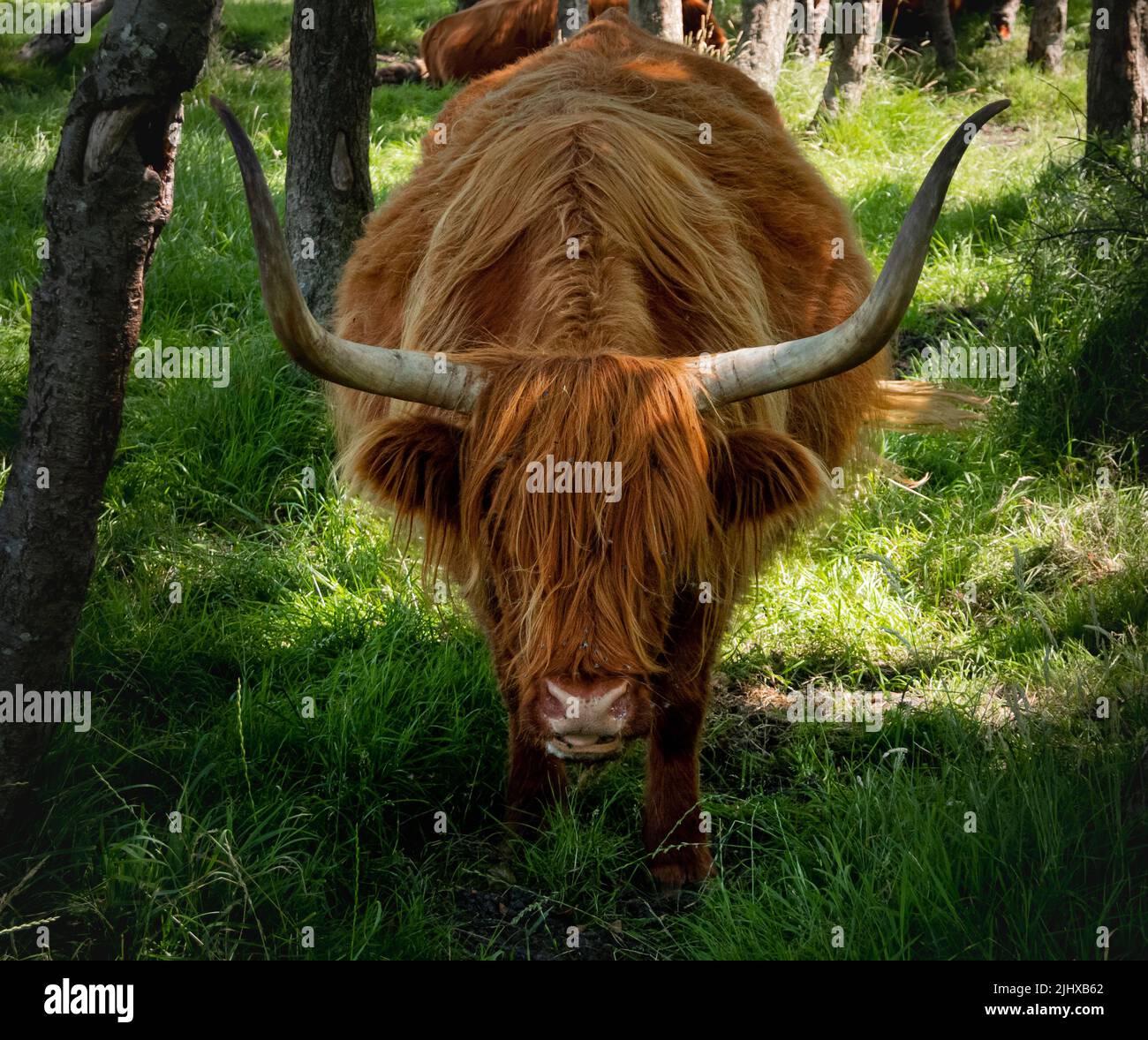 Furry bull hi-res stock photography and images - Alamy