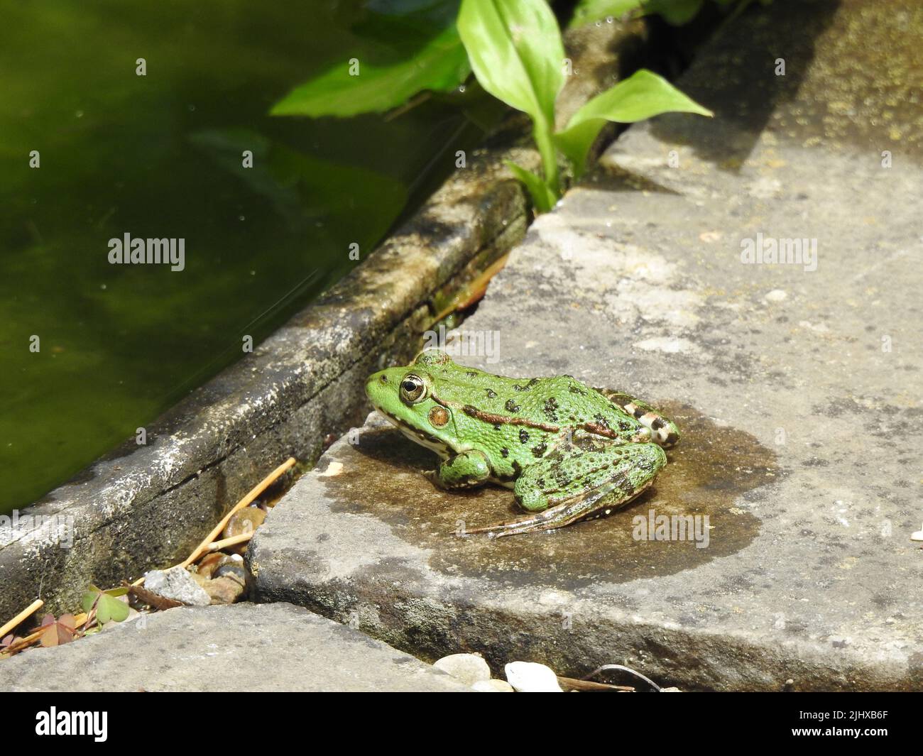A green marsh frog standing and looking at the swamp in the daytime ...