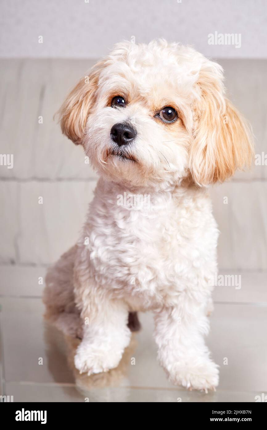 Portrait of a beige Maltipoo puppy stands on a glass table in the room ...