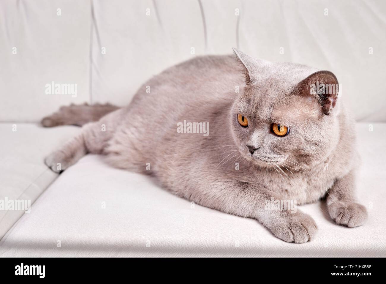 Portrait of a gray fat british cat on a sofa Stock Photo - Alamy