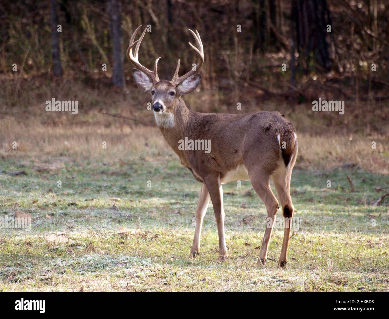 Camera animals hi-res stock photography and images - Alamy