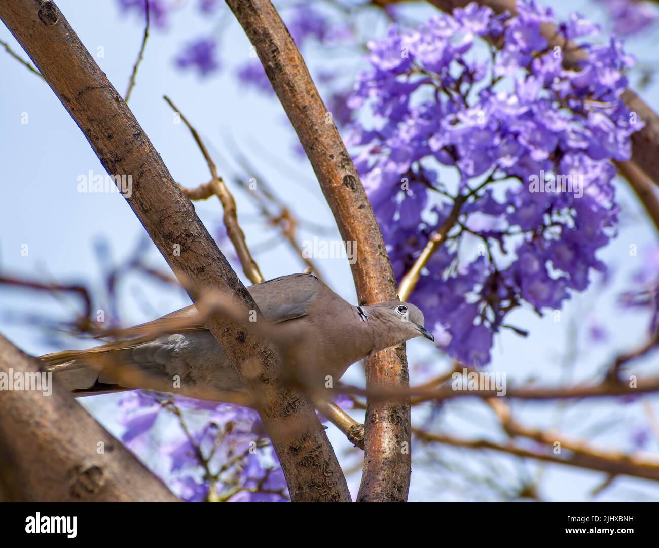 A Collared dove sits on a branch with a purple floral background. Grey ...