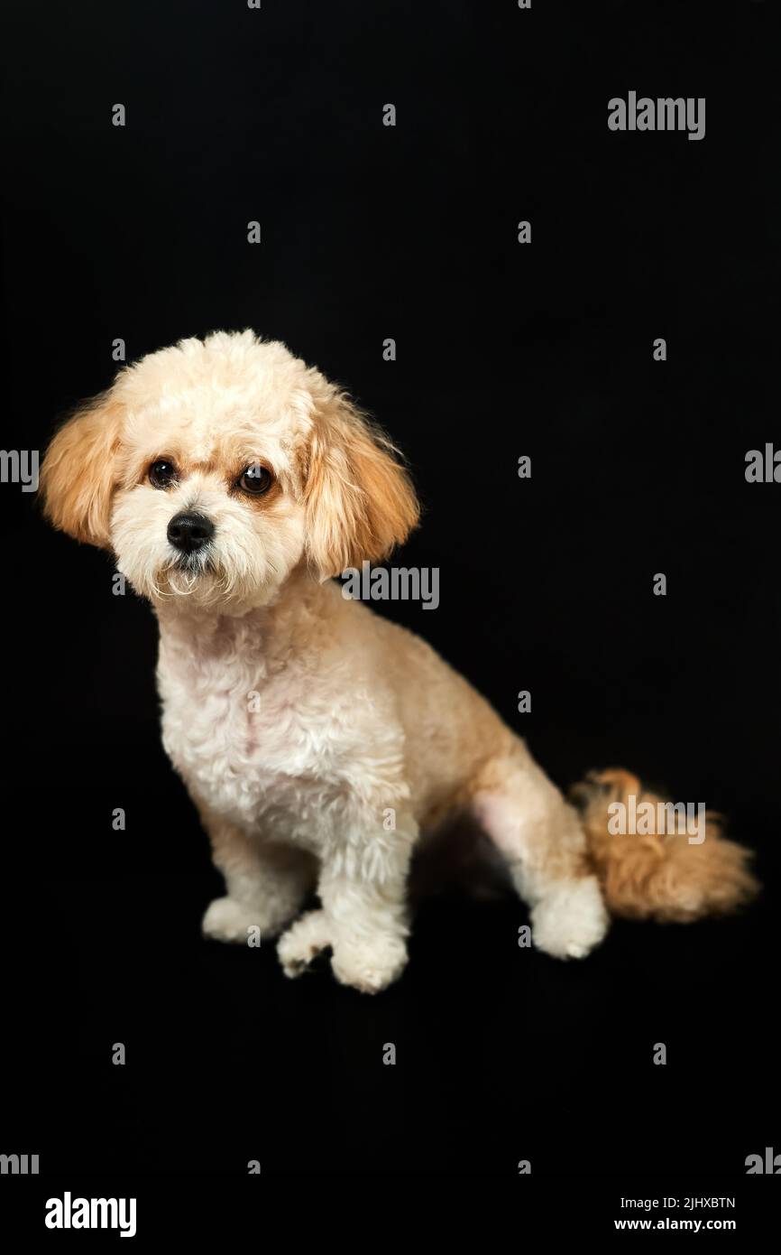 A portrait of beige Maltipoo puppy on a black background. Adorable ...