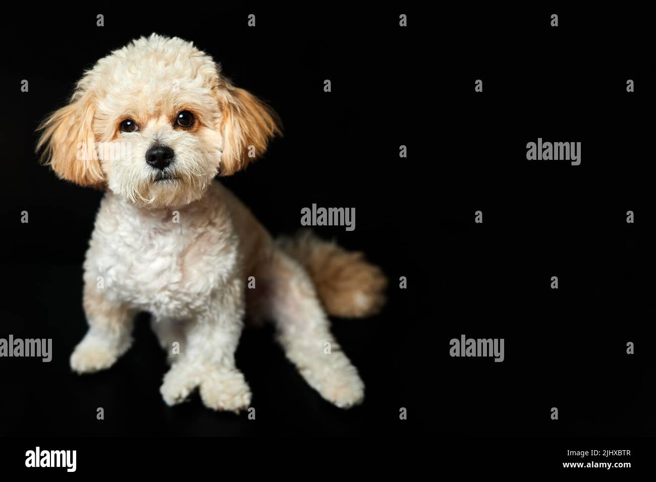 A portrait of beige Maltipoo puppy on a black background. Adorable ...