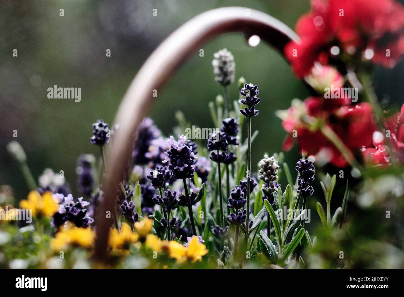 Lavender in the rain hi-res stock photography and images - Alamy