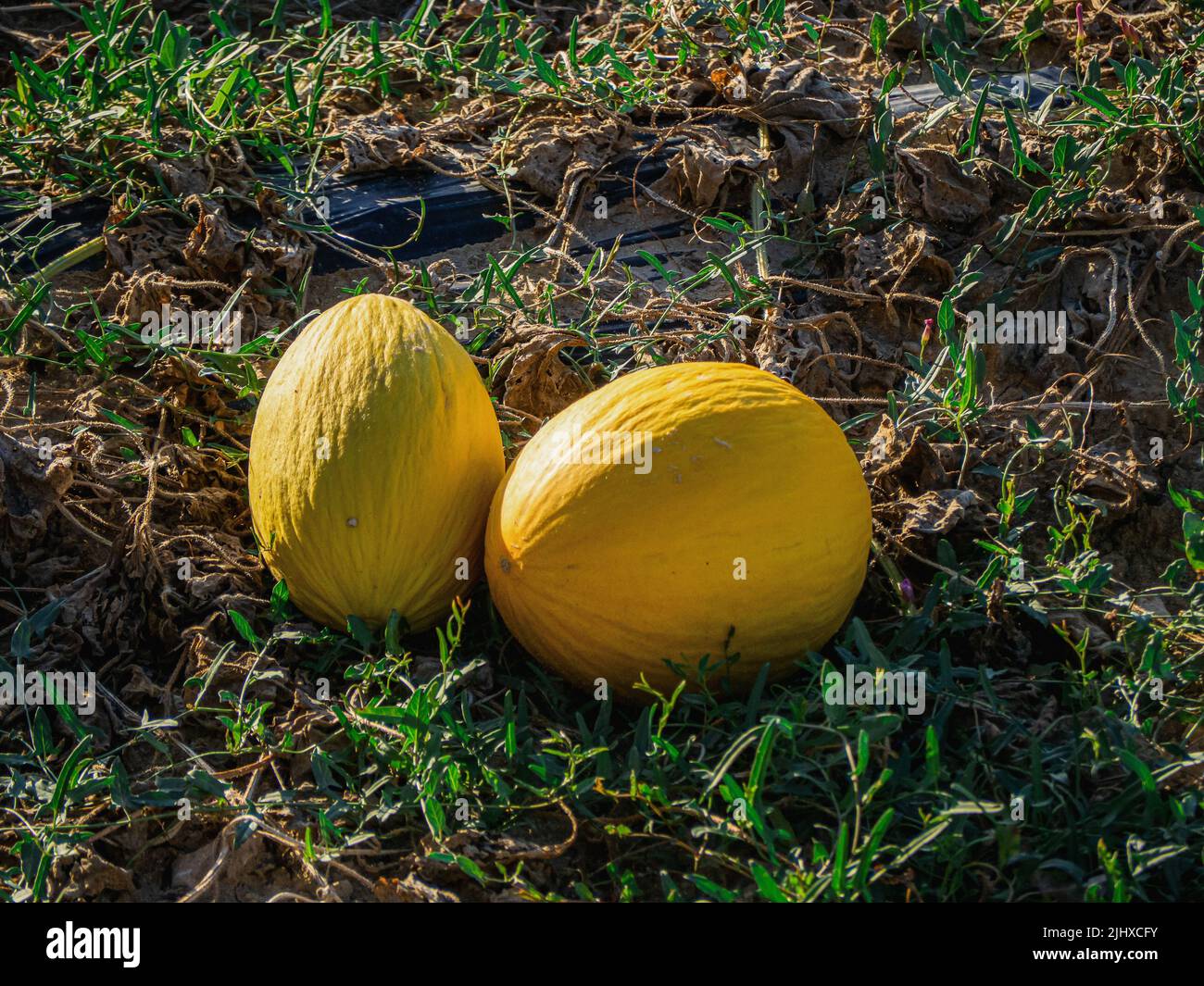A closeup of ripe yellow melons on rocky ground Stock Photo - Alamy