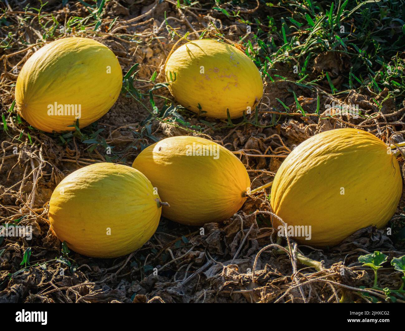 Ground melons hi-res stock photography and images - Alamy