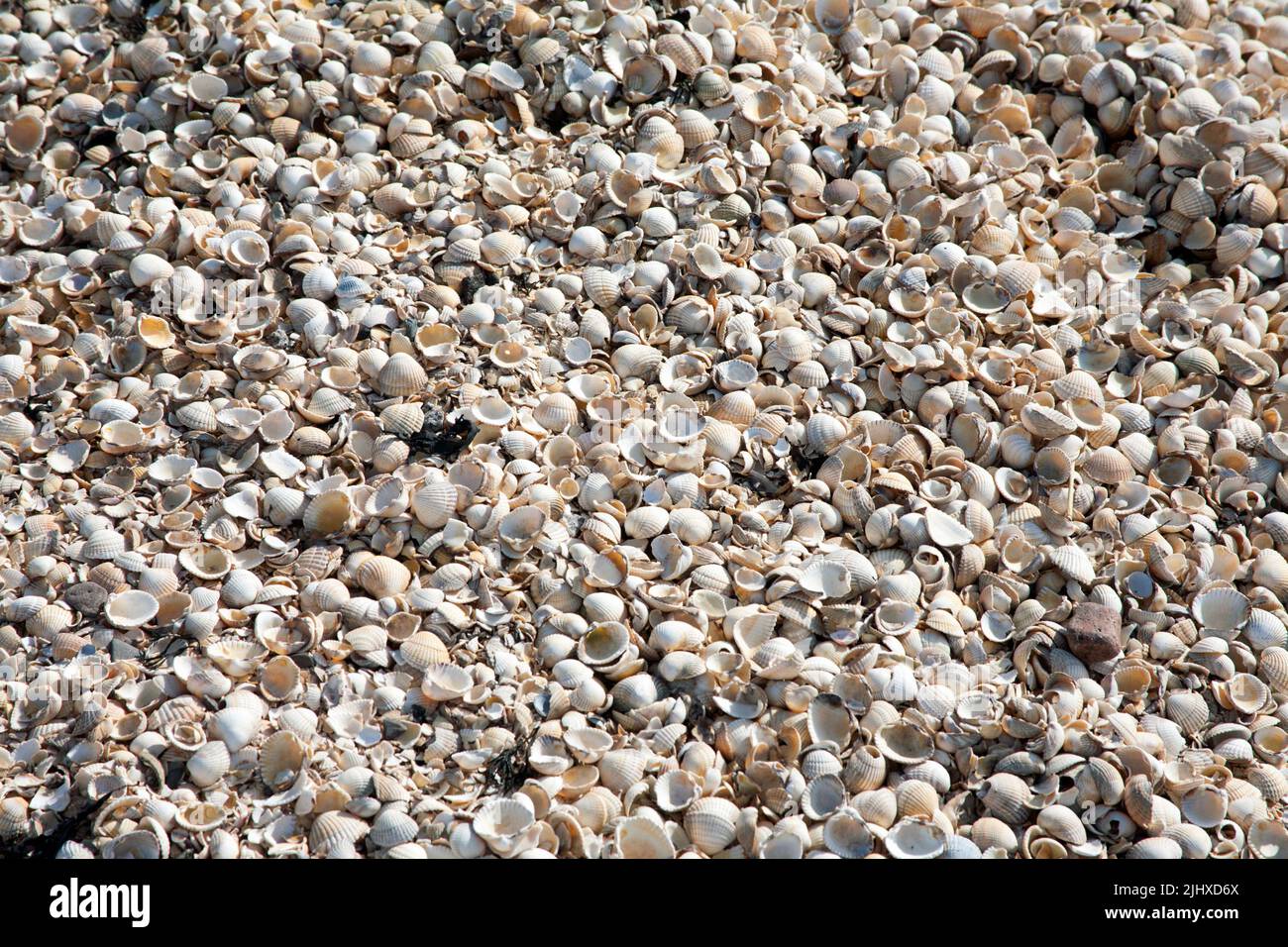Shell beach at Kippford Dumfries and Galloway Scotland Stock Photo - Alamy