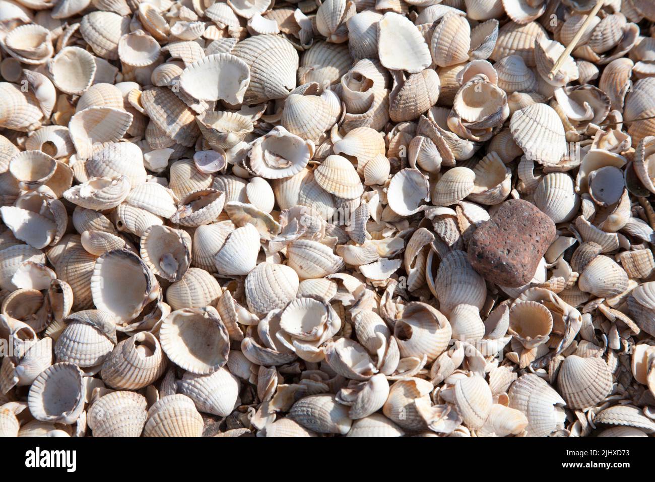 Shell beach at Kippford Dumfries and Galloway Scotland Stock Photo - Alamy