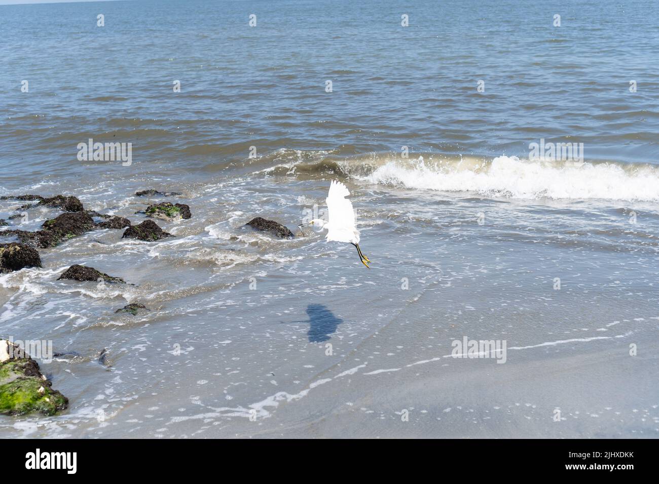 Sea gull flying along a beach Stock Photo - Alamy